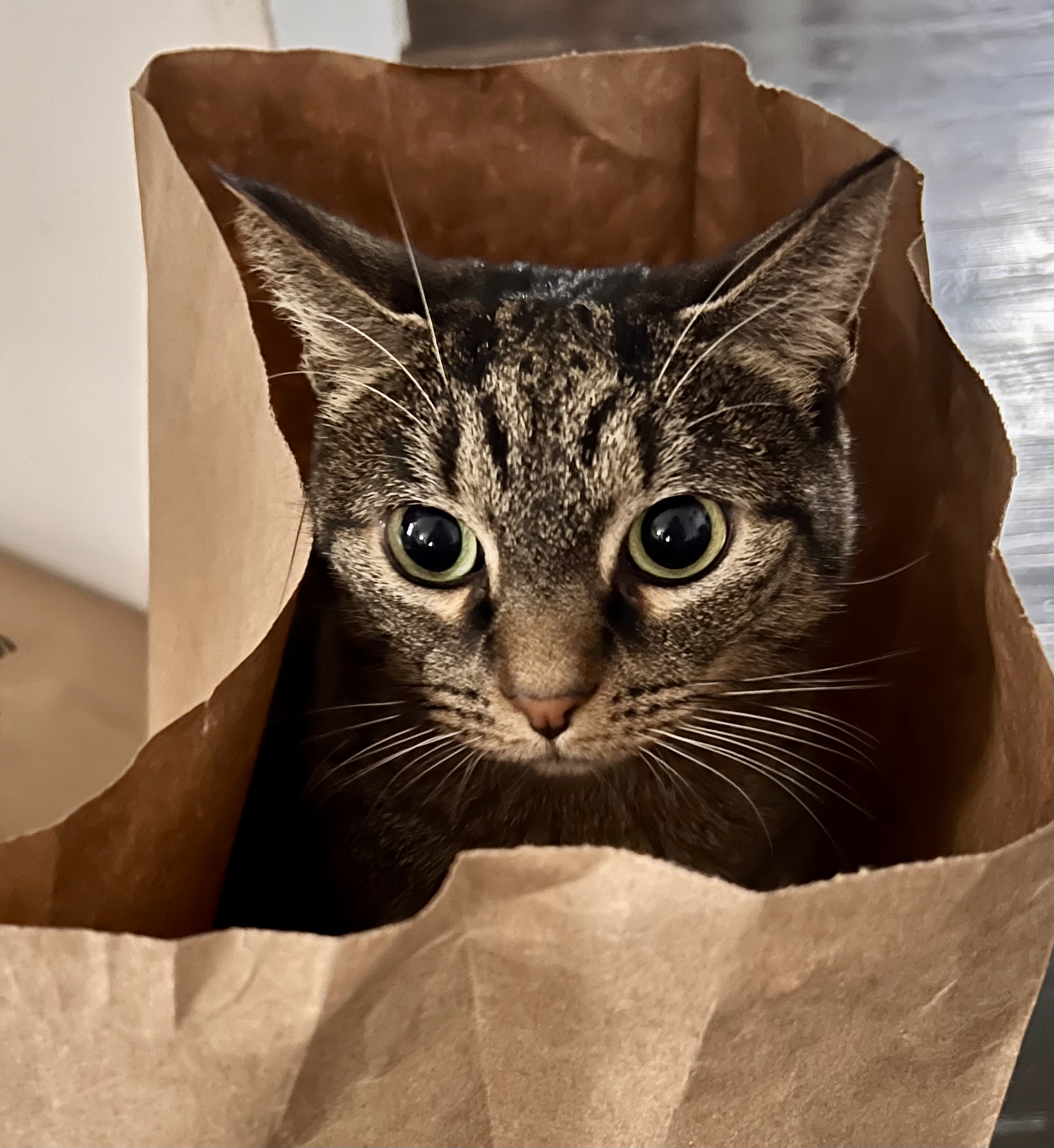 Staff | Holbrook Public Library